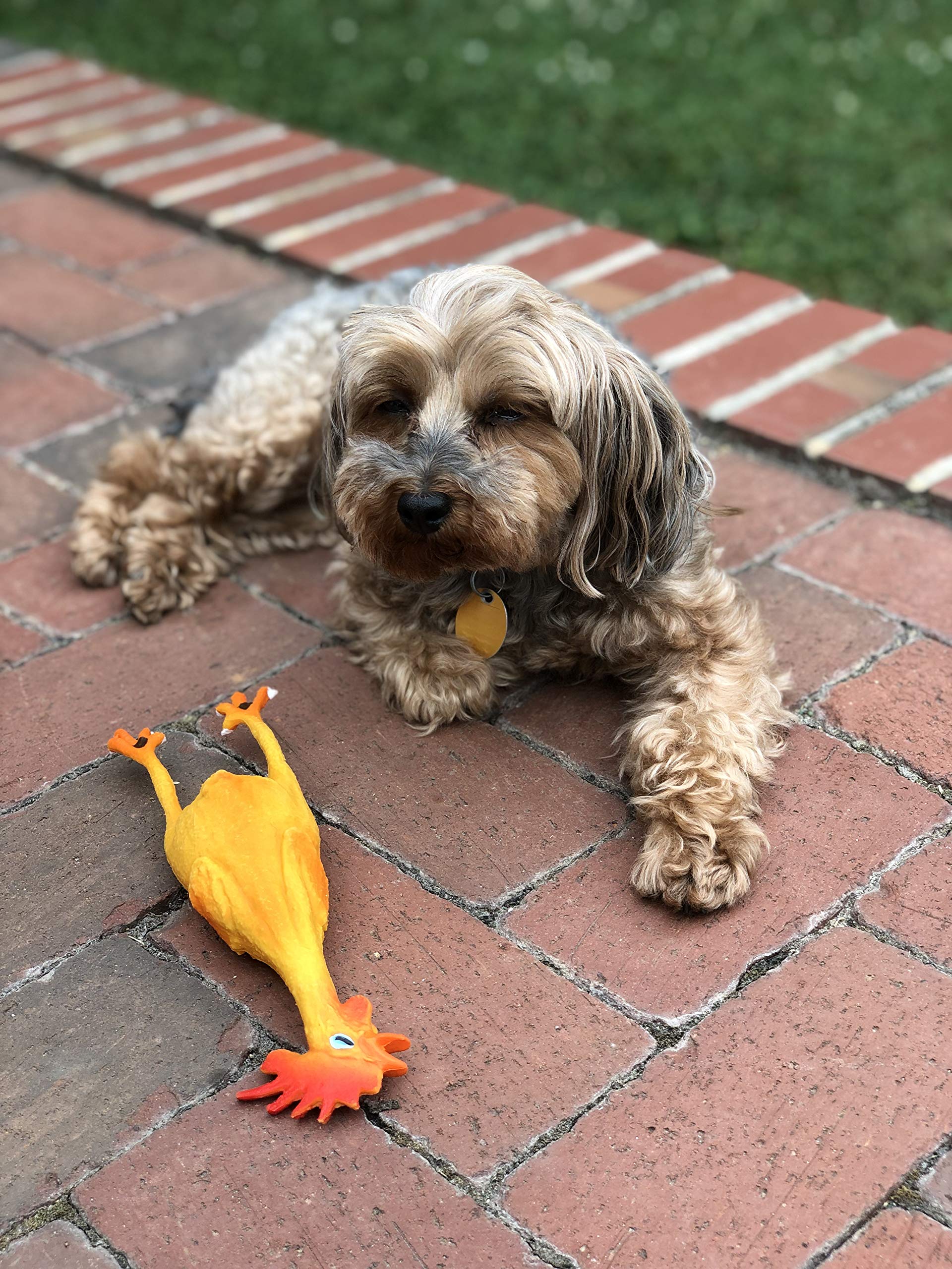 Small Rubber Chicken Dog Toys - Puppy Toys - Natural Rubber (Latex ...