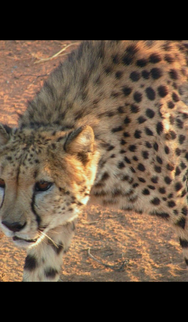 Cheetah Wallpaper -- HD Wallpapers of Cheetah! - App on Amazon Appstore