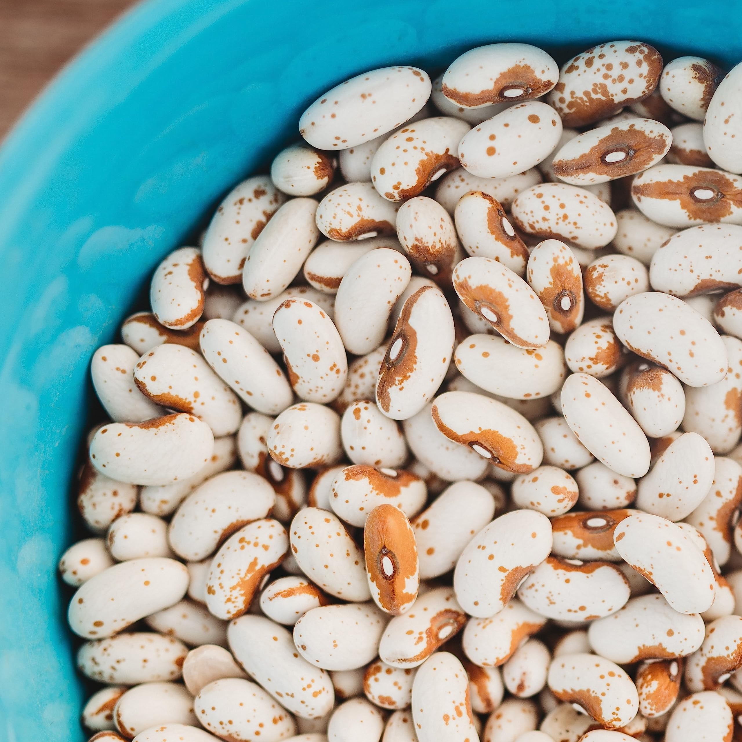 Amazon.com : Calypso Bush Shelling Bean - 50 Seeds - Heirloom & Open ...