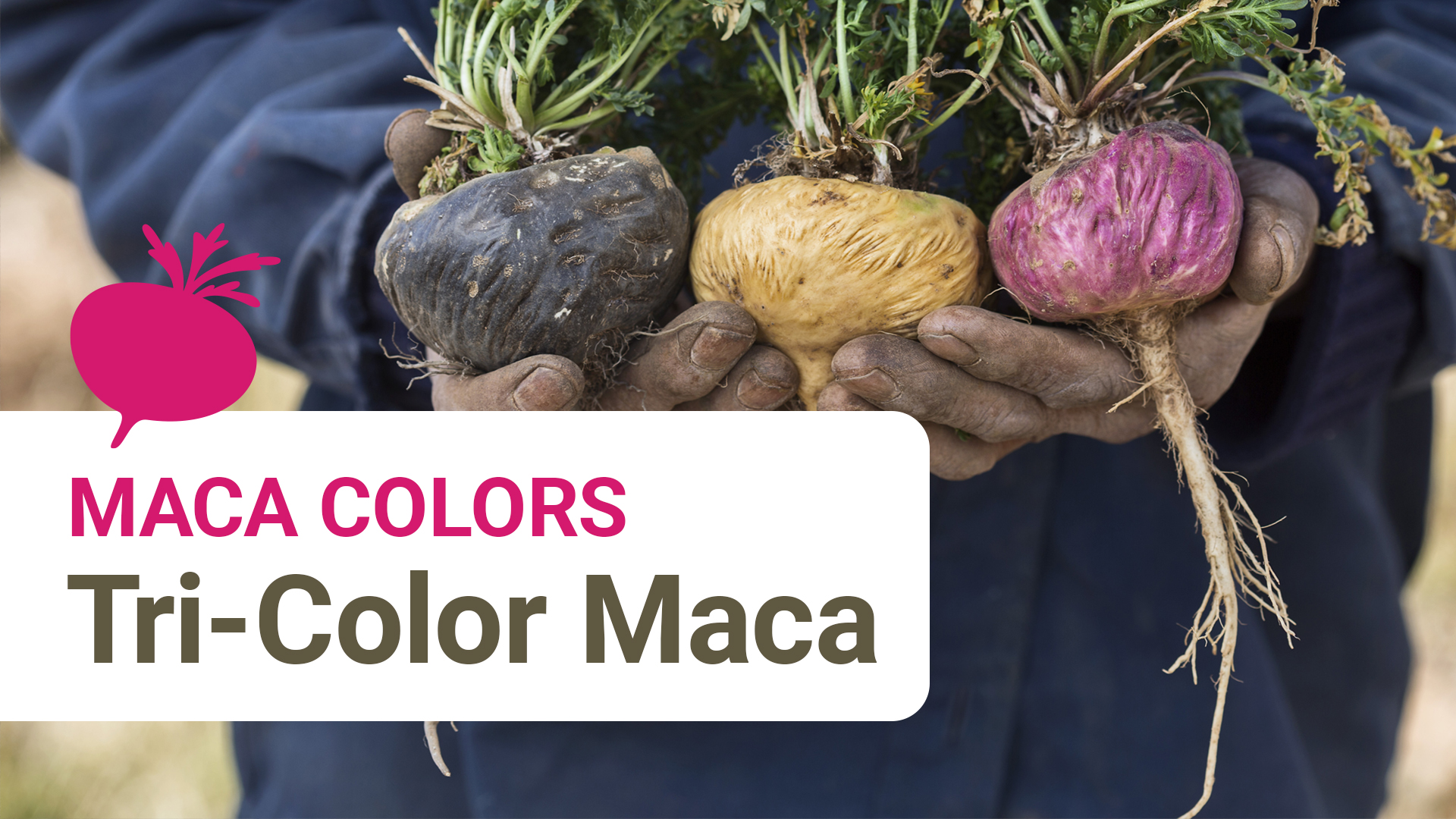 Watch All About Tri-Color Maca - The Most Traditional Maca on Amazon Live