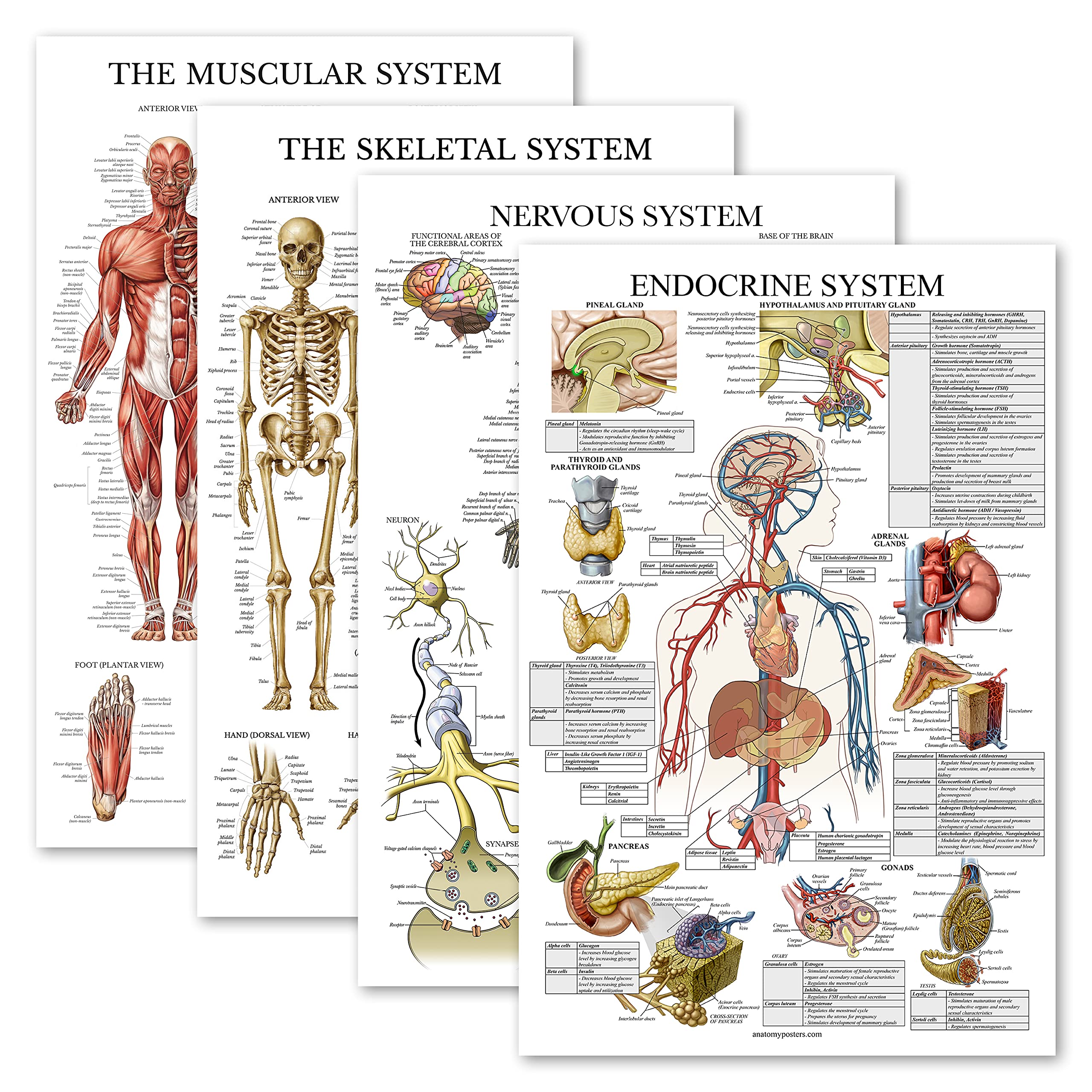 4 Pack Anatomical Poster Set Laminated Muscular Skeletal Nervous System ...