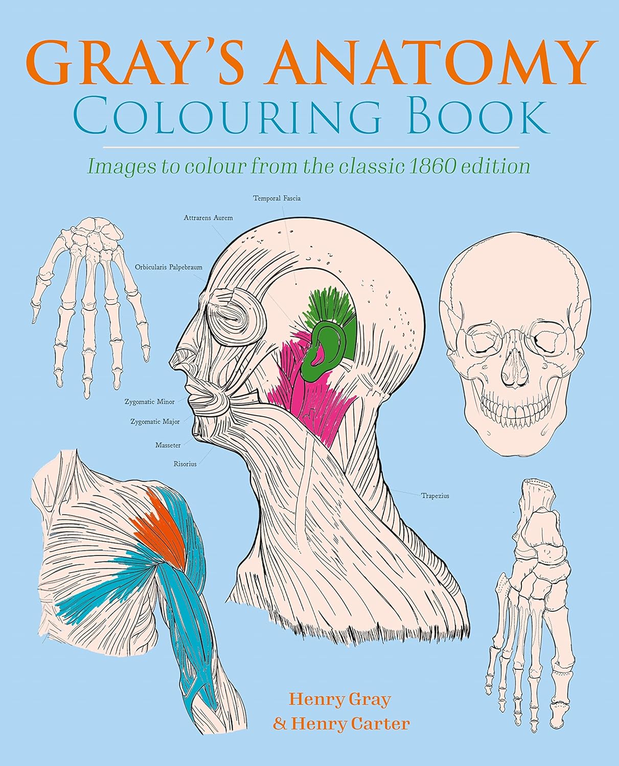 Gray's Anatomy Colouring Book: Images to Colour from the Classic 1860 ...