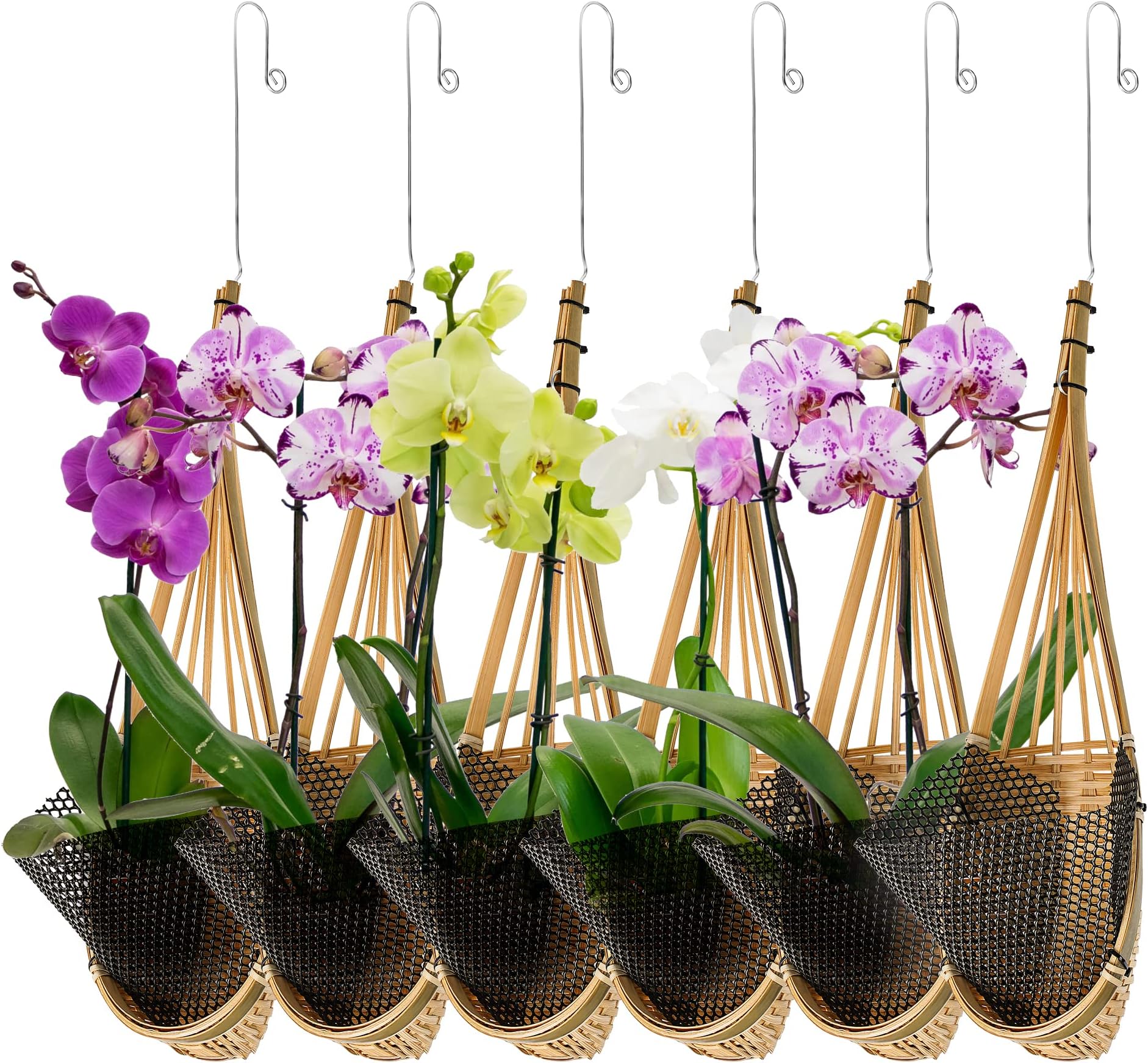 Amazon.com : Wood Slat Vanda Orchid Basket. Square. Cedar. 12 inch With ...