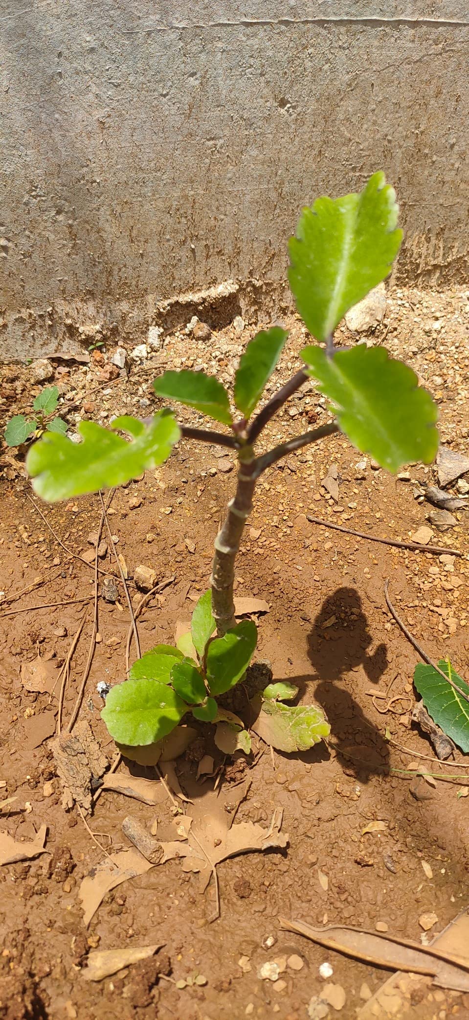 Bharat Herbs Care Panfuti (Botanical Name - Bryophyllum pinnatum ...