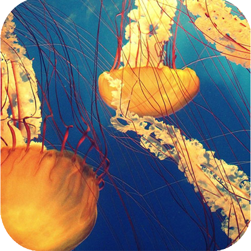 Ocean Wallpaper - App on Amazon Appstore