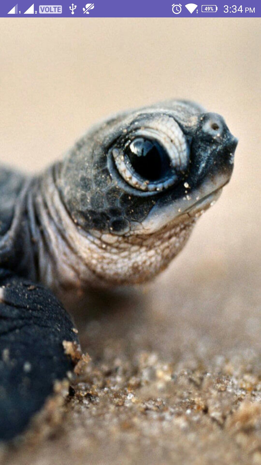 Turtle 4K Wallpaper - App on Amazon Appstore