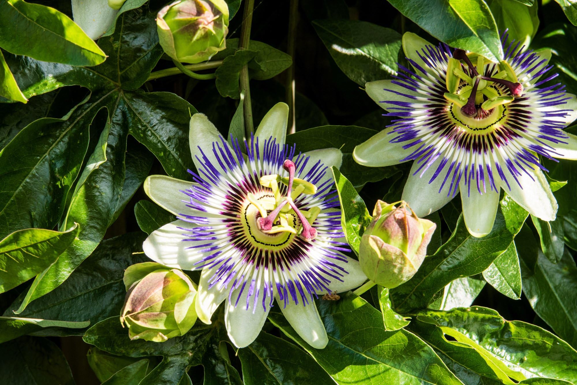 Saterkali Passiflora Incarnata-Samen, 100 Stück/Beutel Passiflora ...