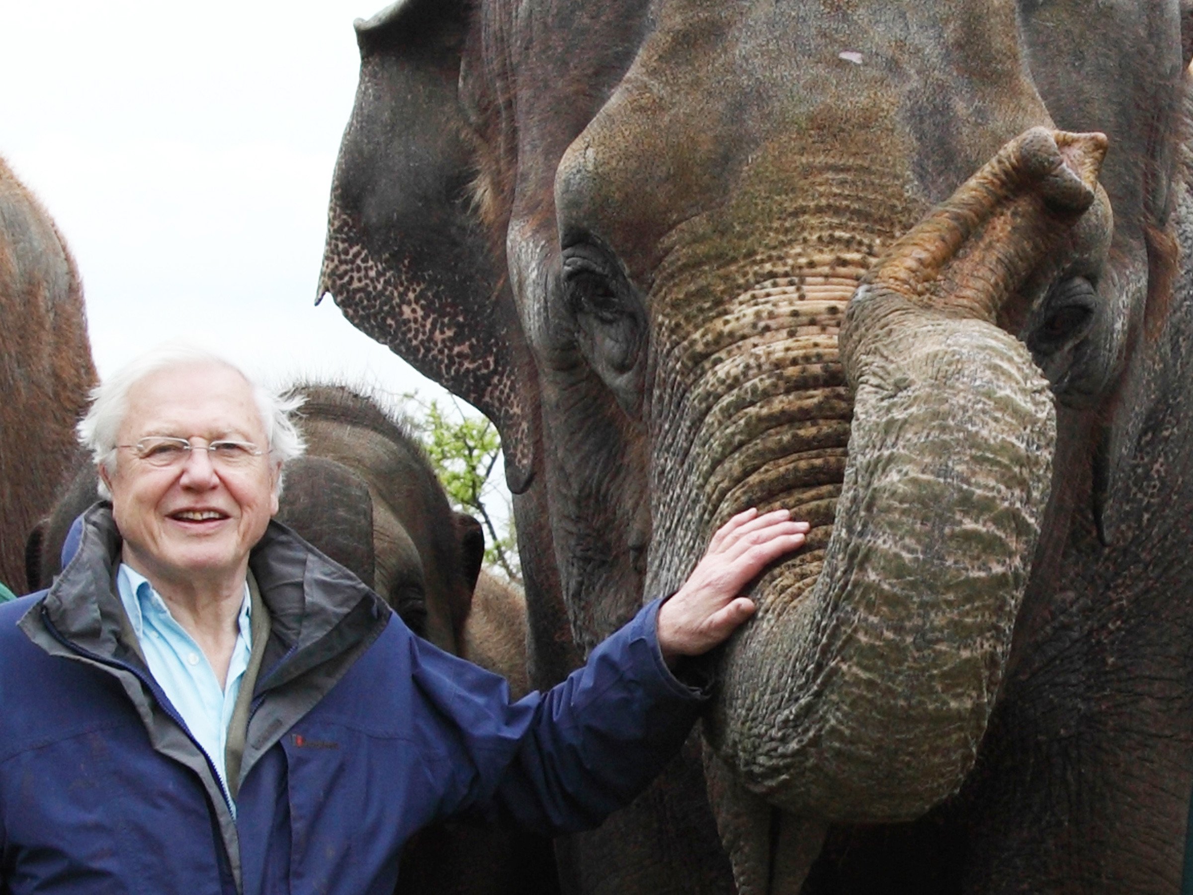 Amazon.de: David Attenboroughs Wunder der Natur - Staffel 2 ansehen ...