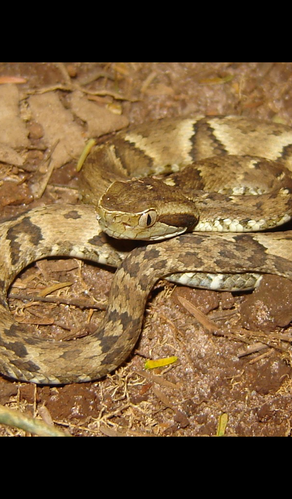 Cobra Snake Wallpaper -- HD Wallpapers of Cobra Snakes! - App on Amazon ...