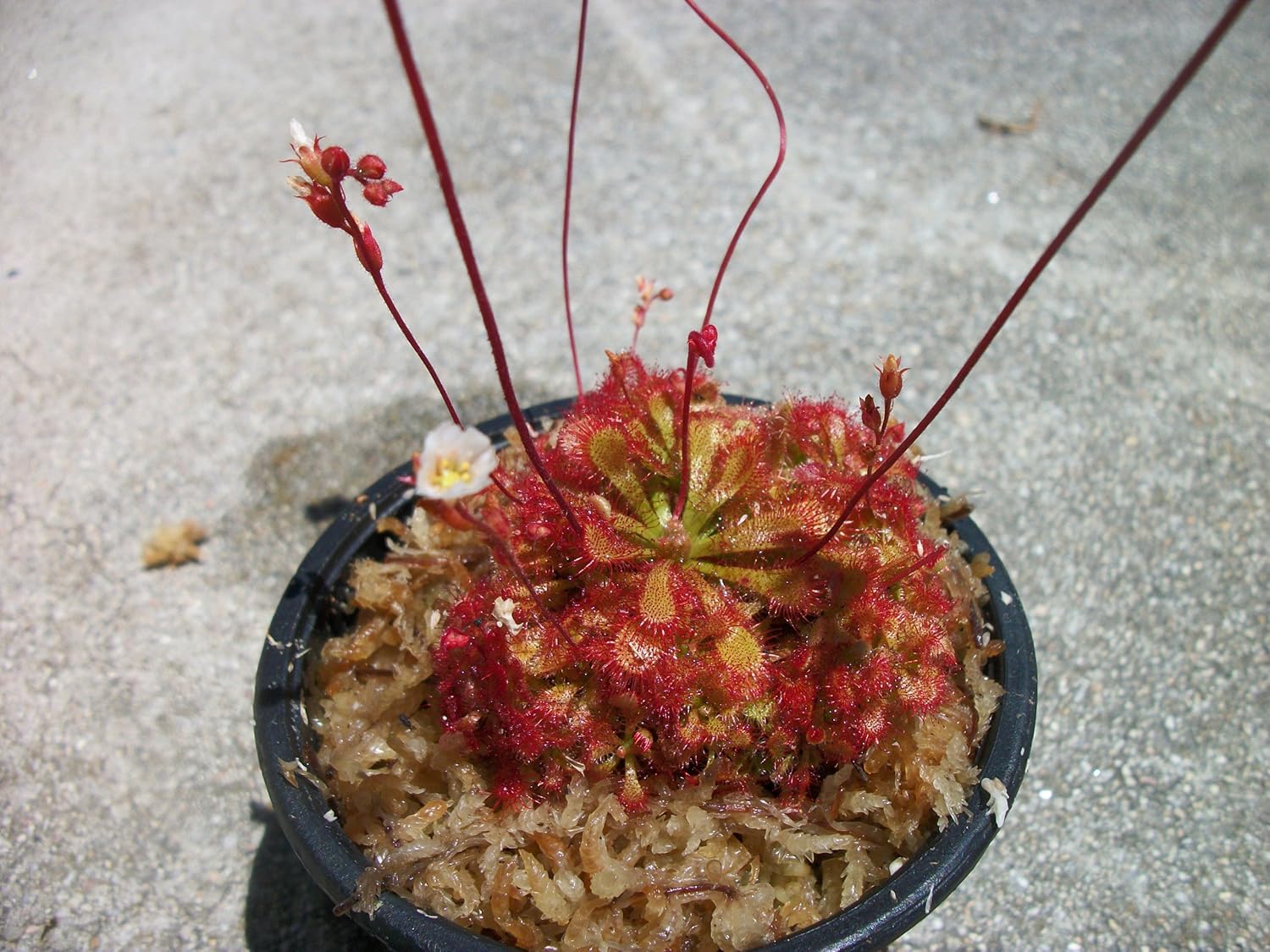 Amazon.com : Carnivorous Spoon Leaf Sundew (Drosera Spathulata) Frasier ...