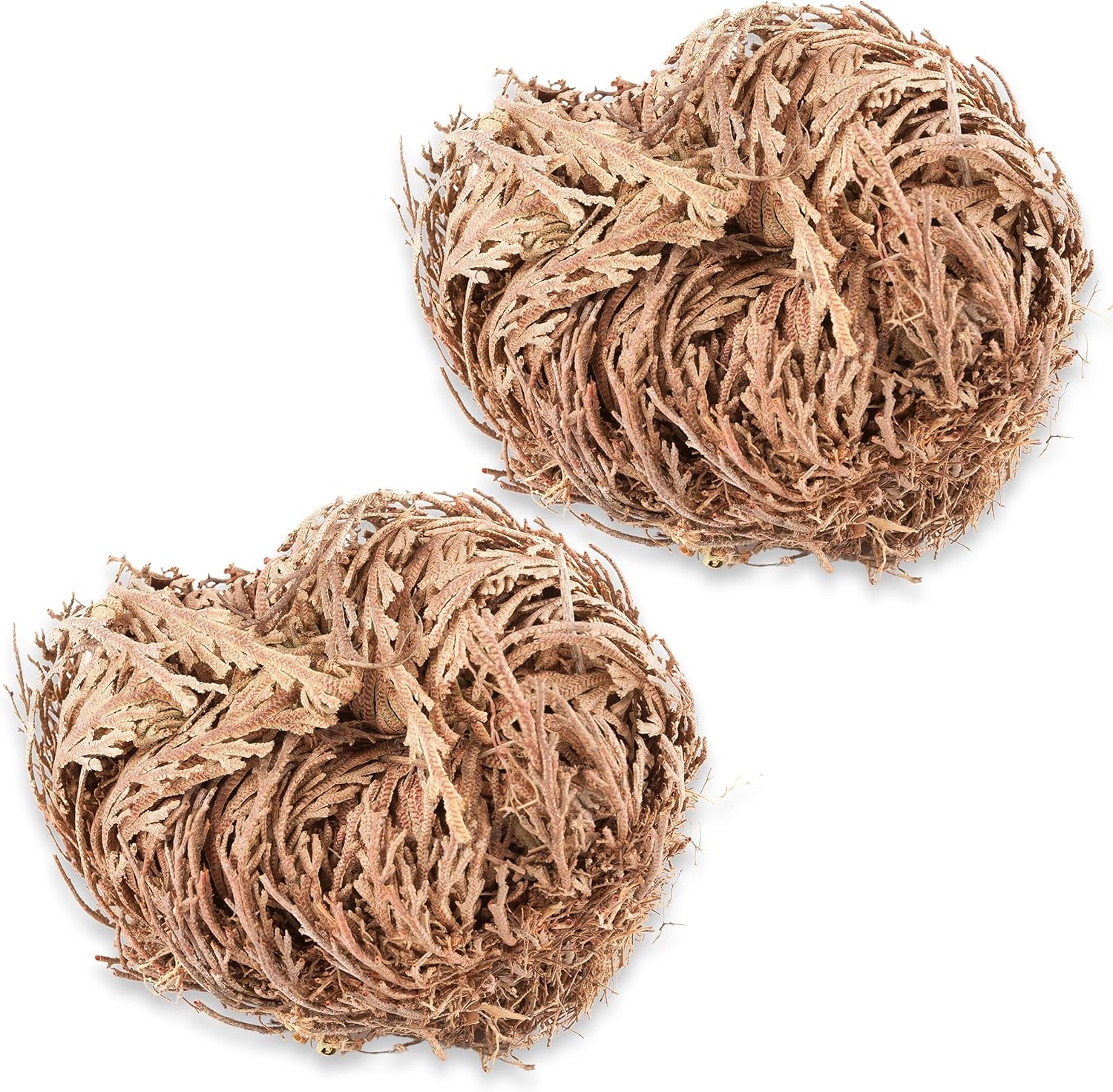 Amazon.com : Two - Rose of Jericho Flower I Large Size | Flor de Jericó ...