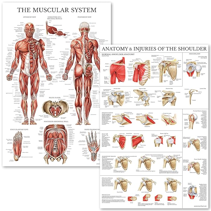 Buy Muscular System & Shoulder Anatomy Poster Set - Laminated ...