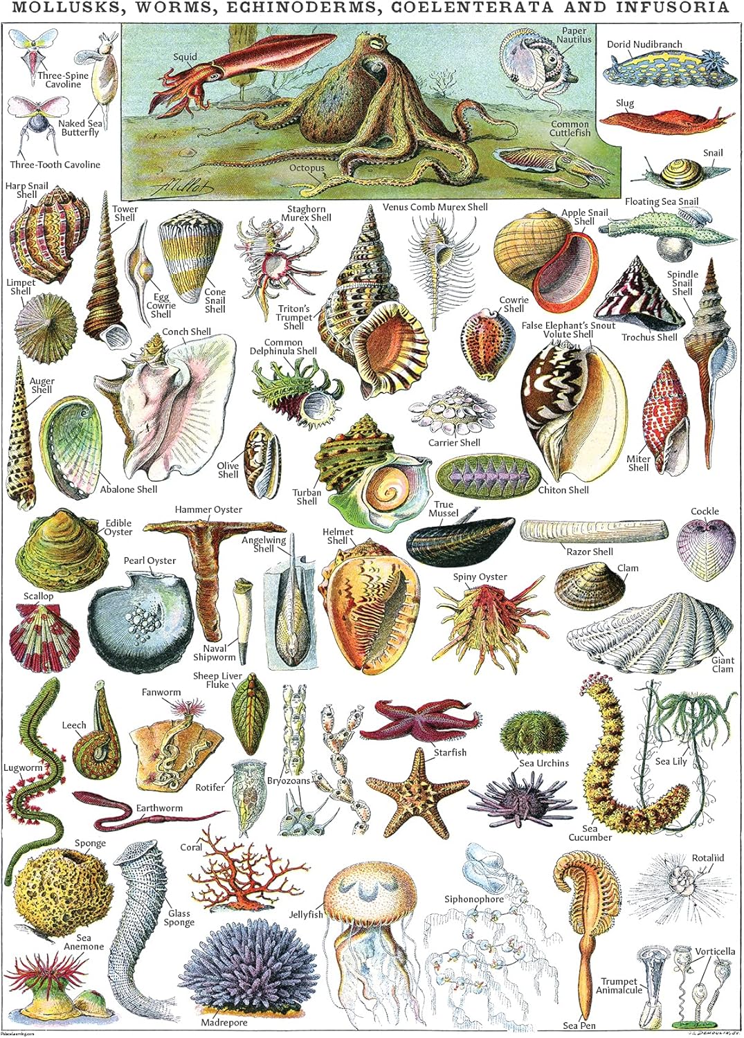 Amazon.com: Vintage Mollusks Poster Print - Marine Life Identification ...
