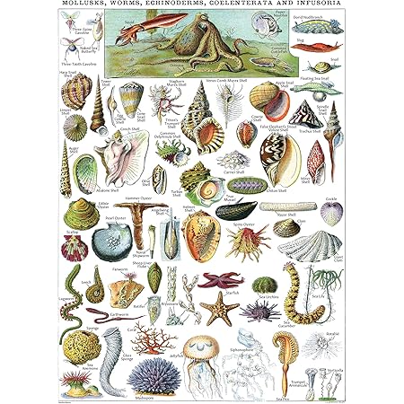 Amazon.com: 2 Pack - Vintage Aquatic Invertebrates & Crustaceans Poster ...