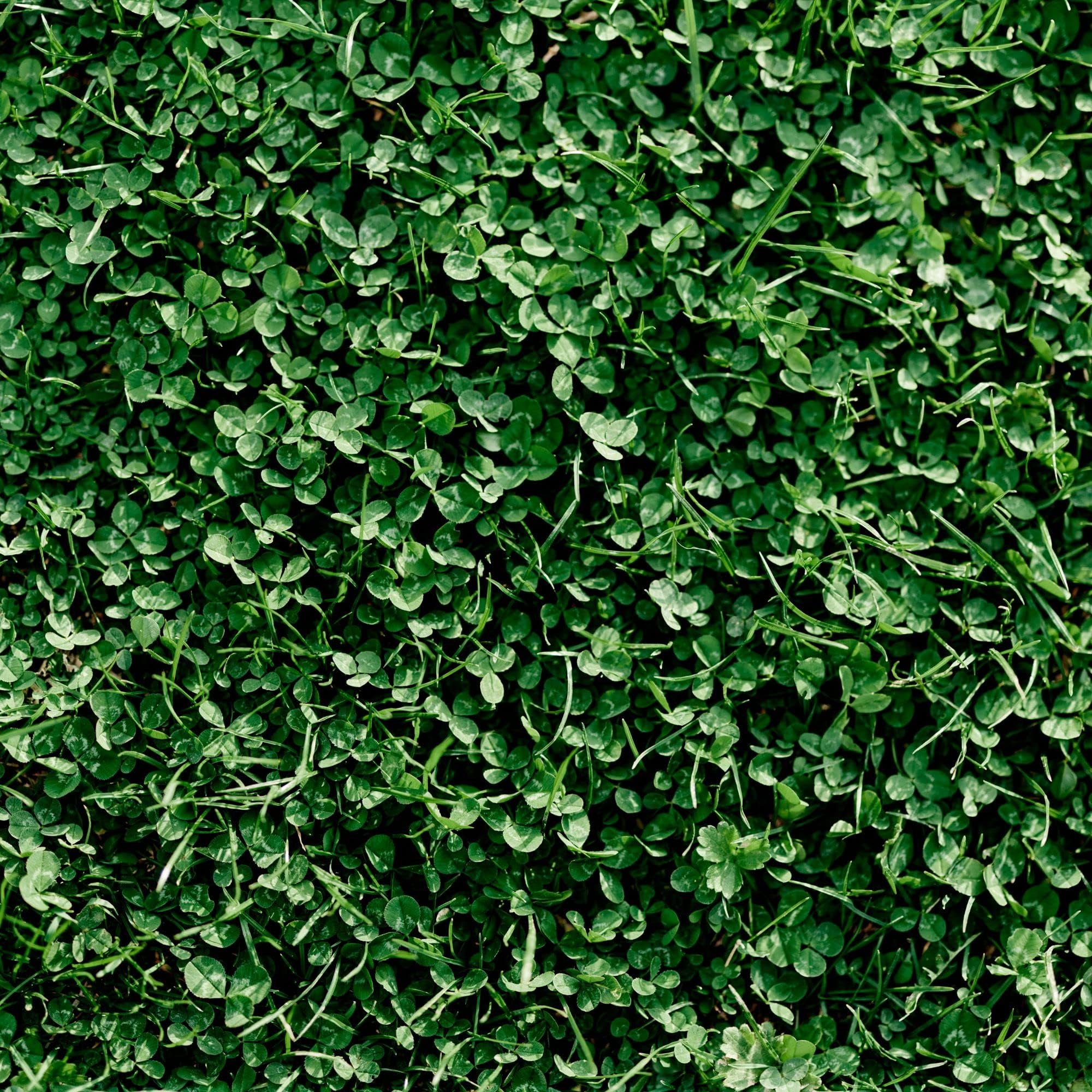 Amazon.com : Miniature Clover Seeds - 1 Oz Packet ~25,000 Seeds - Small ...
