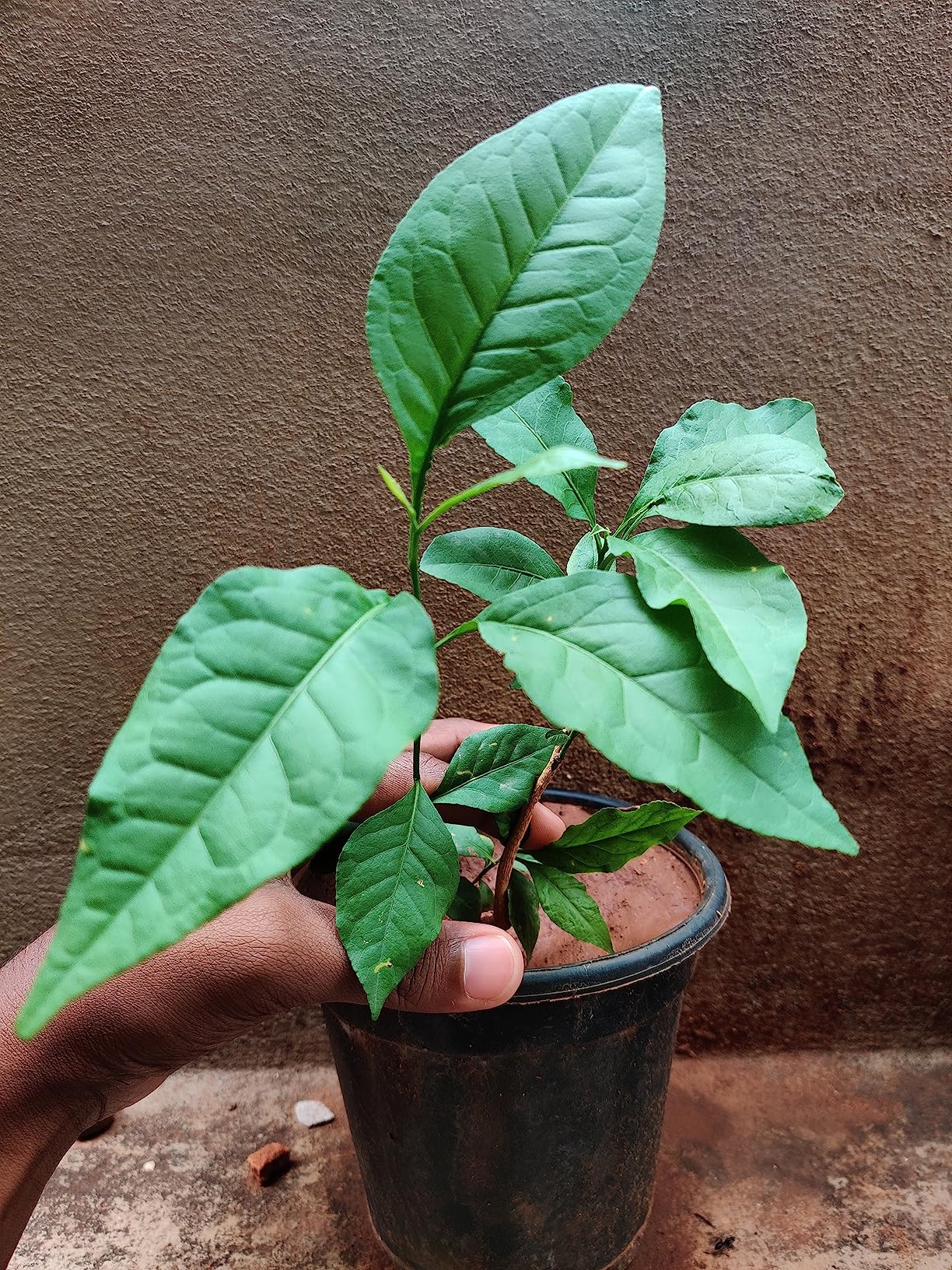 Creative Farmer Live Bel Patra/Bel Tree/Bilva Patra/Bael/Bel Pathar ...