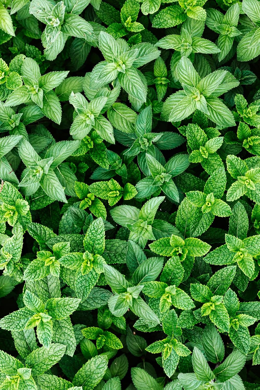 Amazon.com : Peppermint Seeds - Fragrant Herb for Culinary, Medicinal ...
