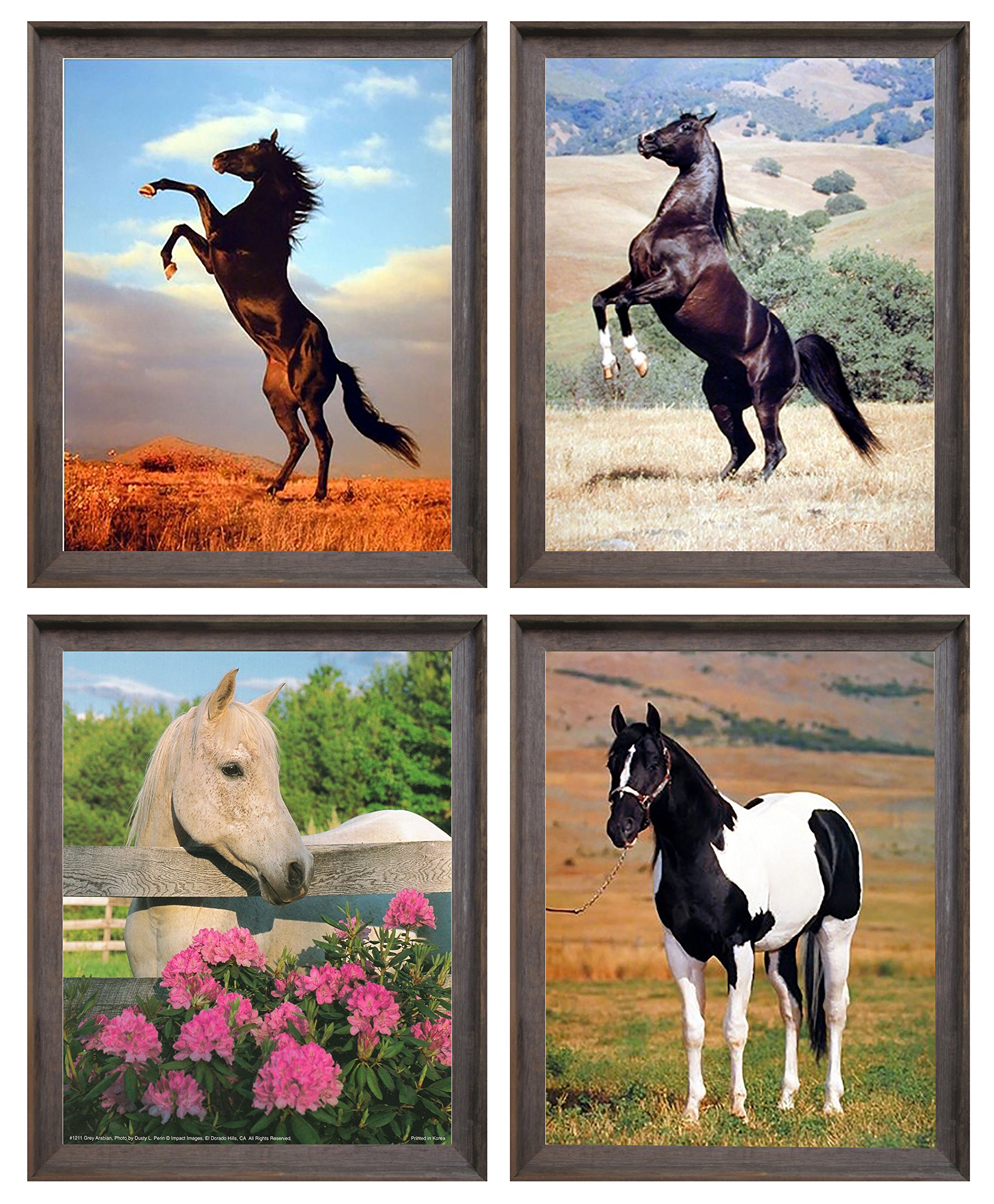 Black Stallion Horse Rearing