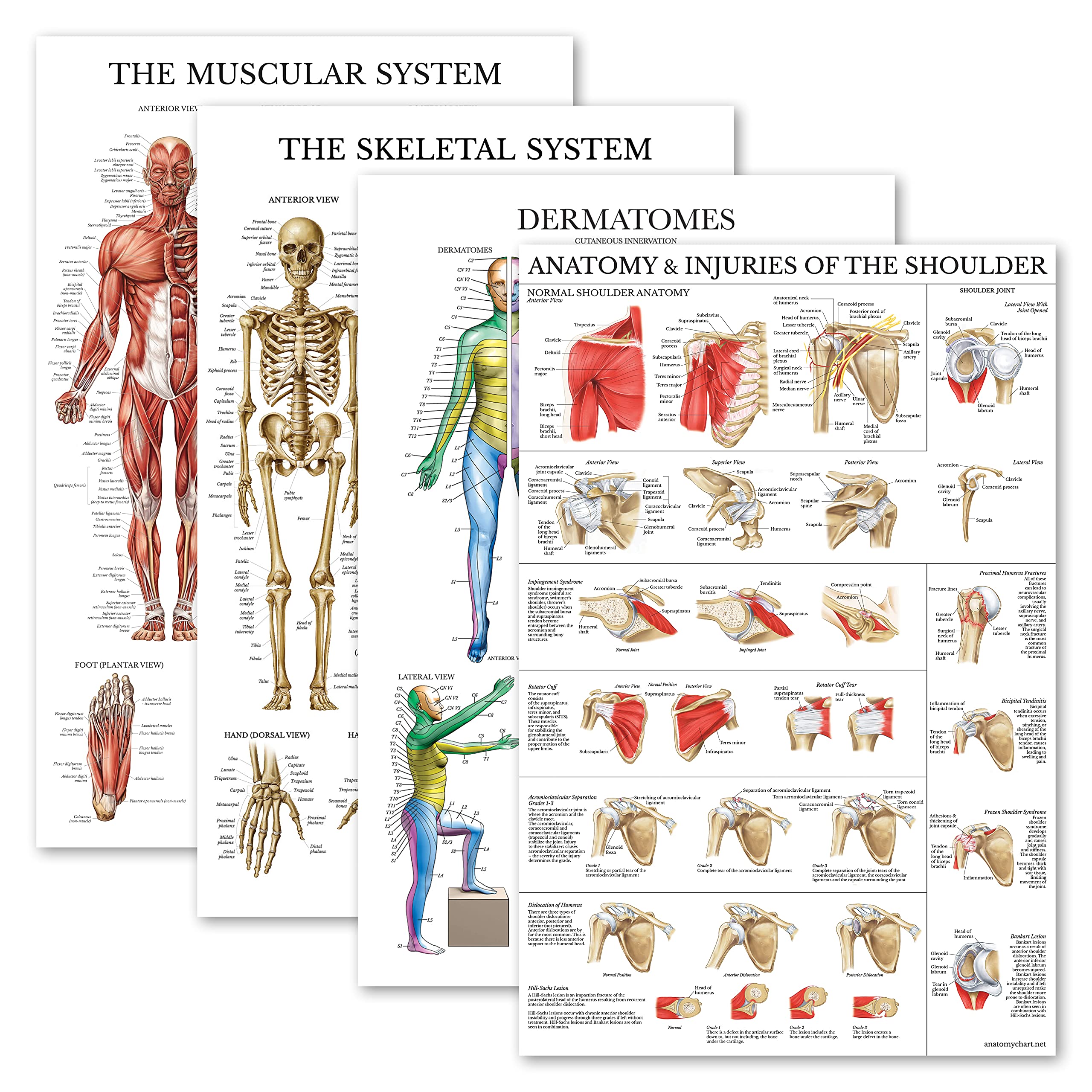 4 Pack Anatomical Poster Set Laminated Muscular Skeletal Dermatomes ...