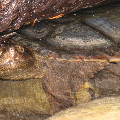 snapping turtle Wallpaper -- HD Wallpapers of snapping turtles!:www ...