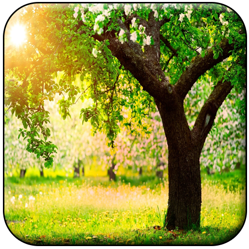 Tree Wallpaper Image - App on Amazon Appstore