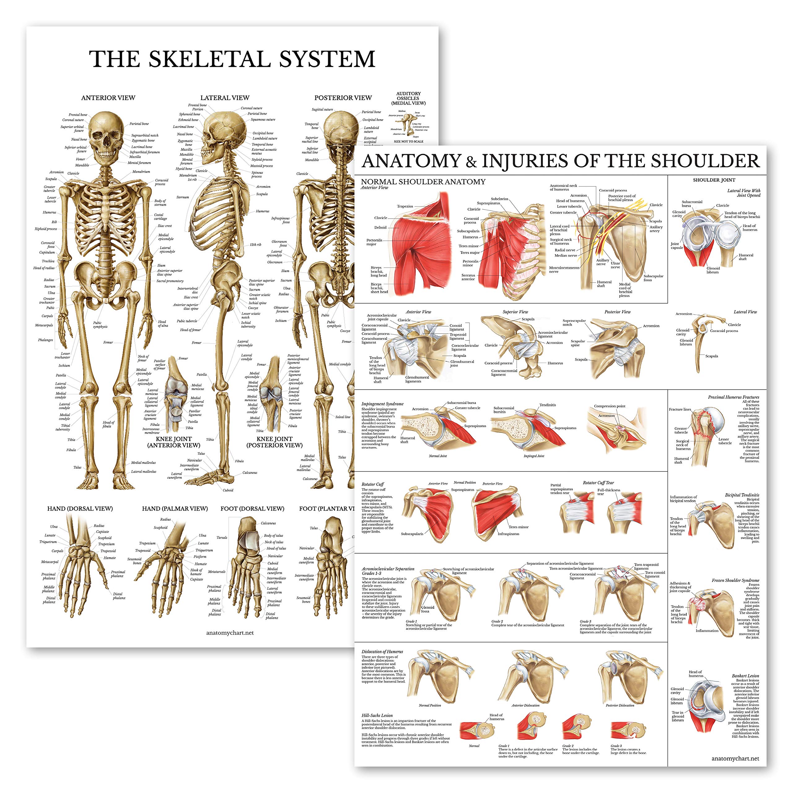 Buy 2 Pack - Skeletal System Anatomical + Anatomy & Injuries of The ...