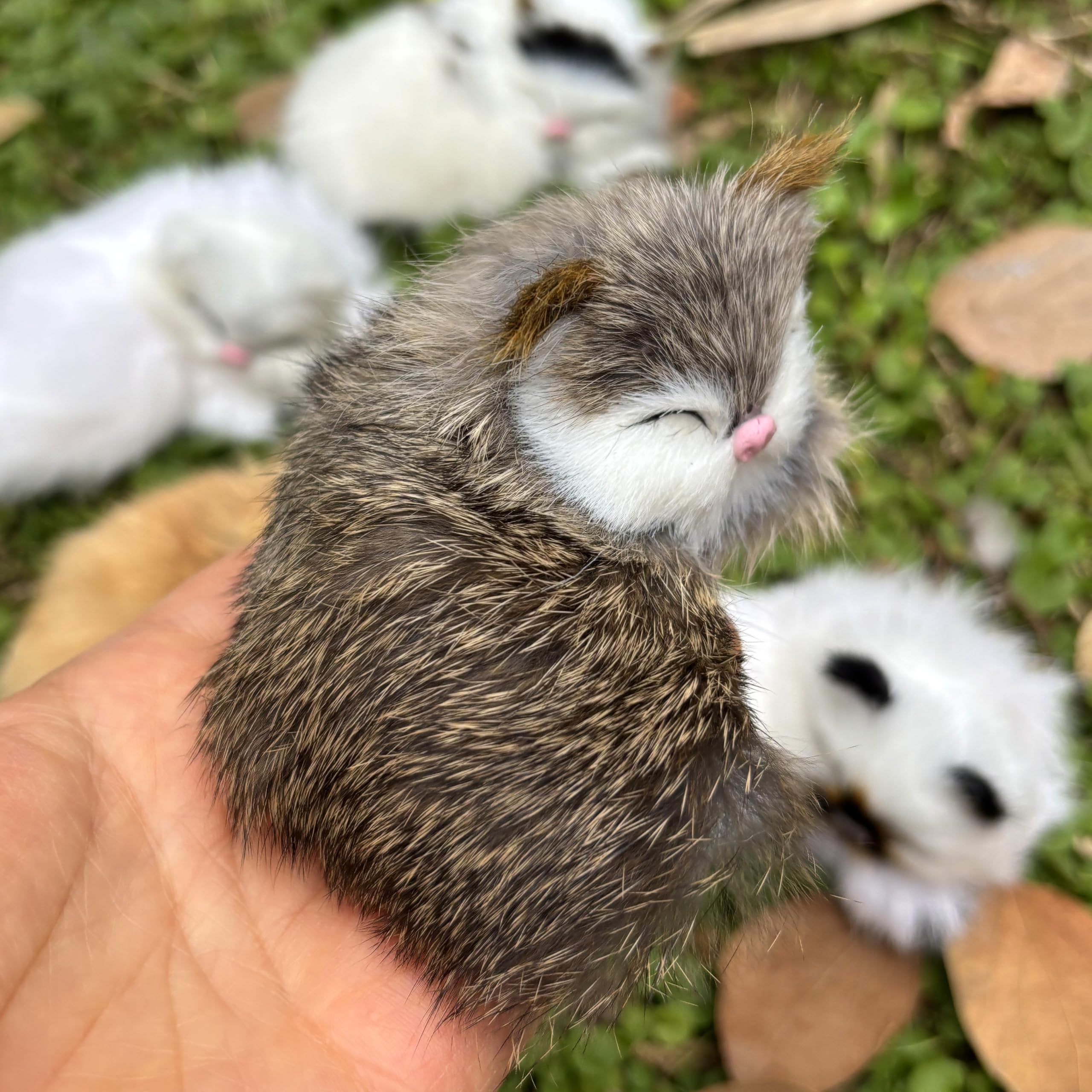 Cute Fluffy Baby Kitten