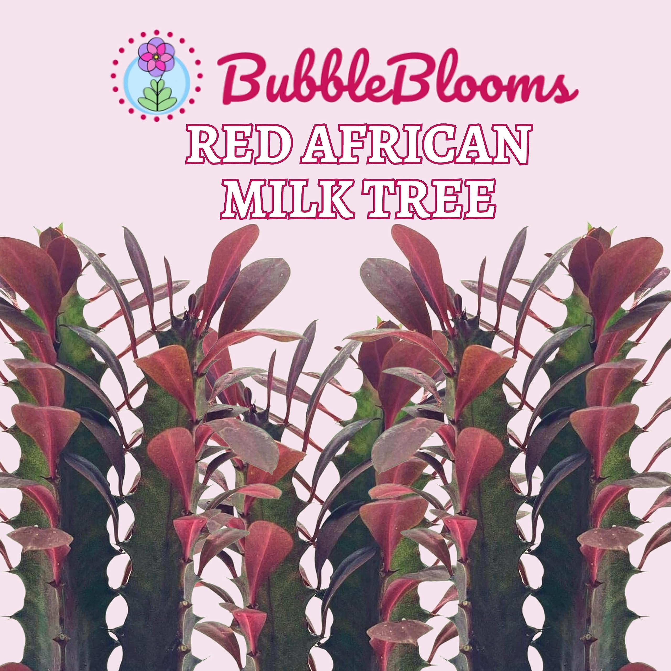 African Milk Bush