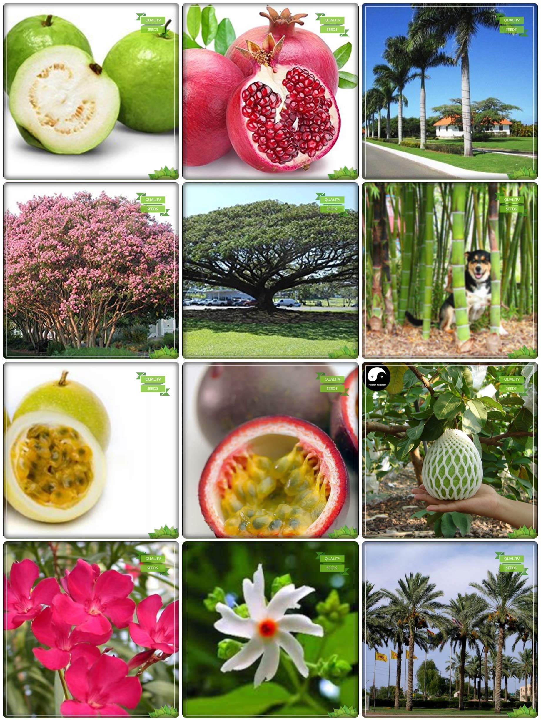 Buy Creative Farmer Fruit Combo Fruit & Fruit : Passion Fruit - Yellow ...