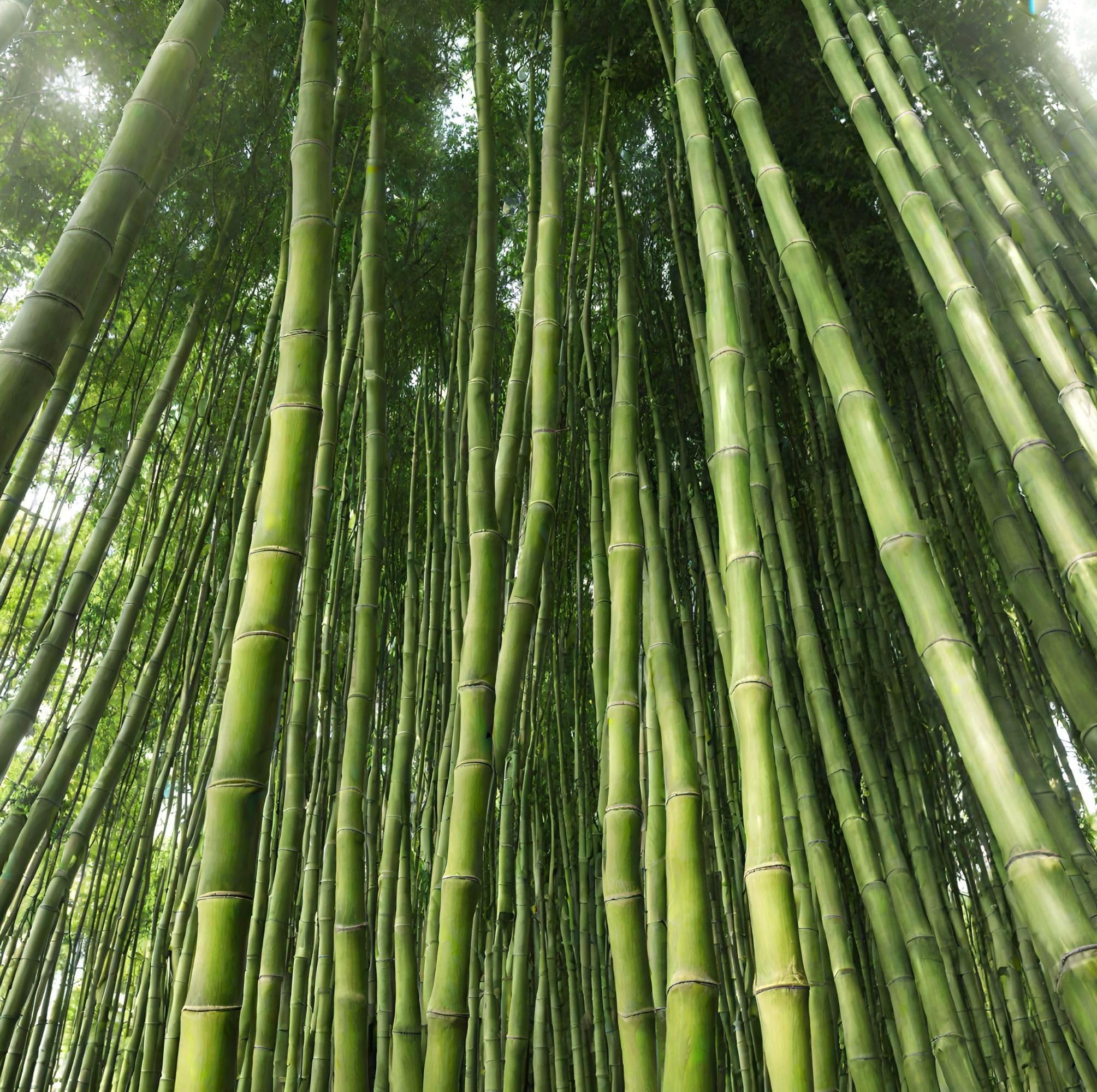 Amazon.com : Giant Timber Bamboo Seeds for Planting Exotic and Fast ...