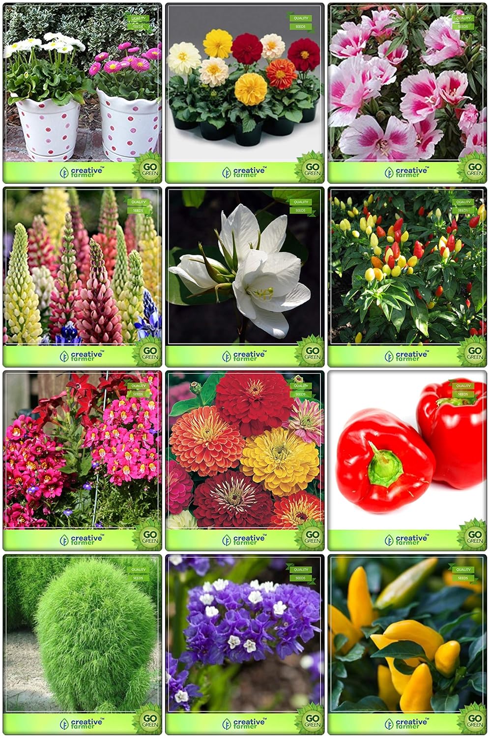 Creative Farmer Garden Seeds Combo Flower Seeds : Dahlia Variabillis ...