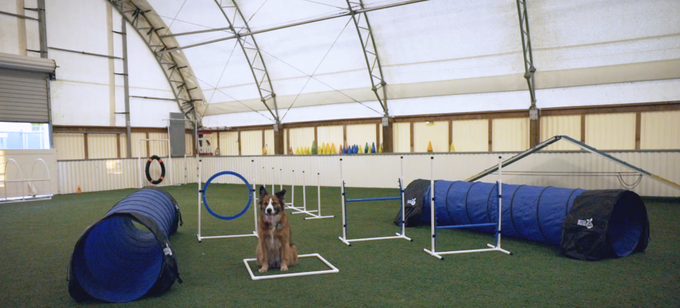 Dog Agility Structures