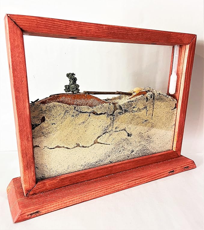 Amazon.com: Classic Retro Hand Made Wood Framed Double Glass Ant Farm ...