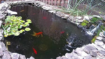 Amazon.com : Barlus Underwater Camera, Aquarium Live Streaming Pond 5MP ...