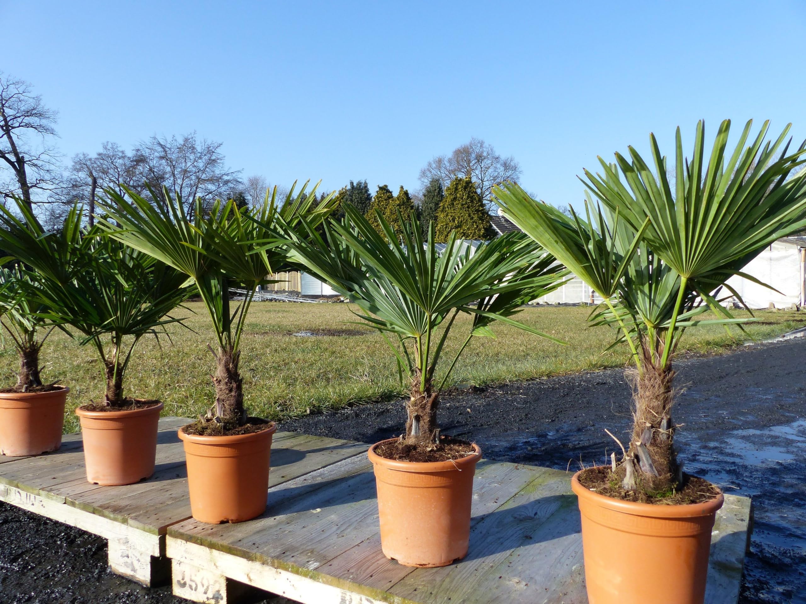 Winterharte Hanfpalme L - Trachycarpus fortunei - Gesamthöhe 120-140 cm ...