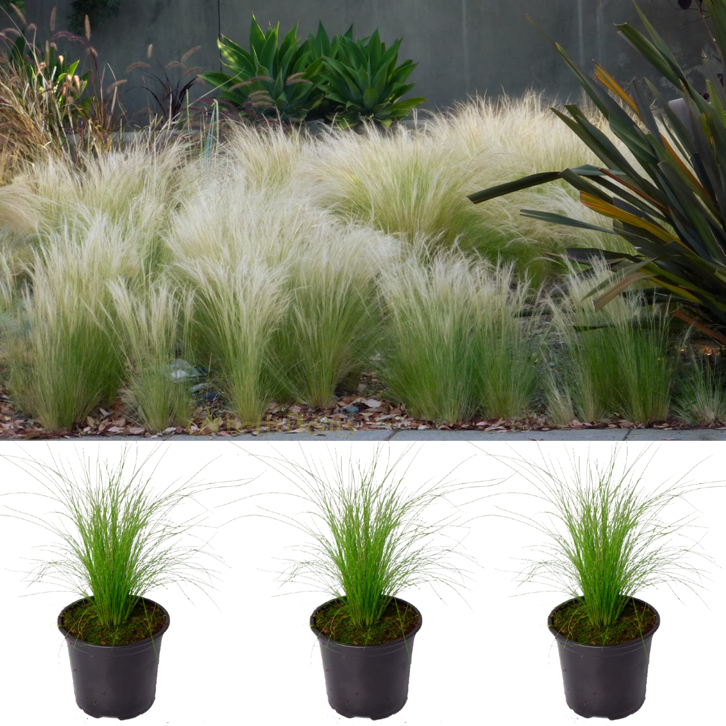 3 x Pony Tails Grass - 3 Plants - Decorative Stipa Feather - Ornamental ...