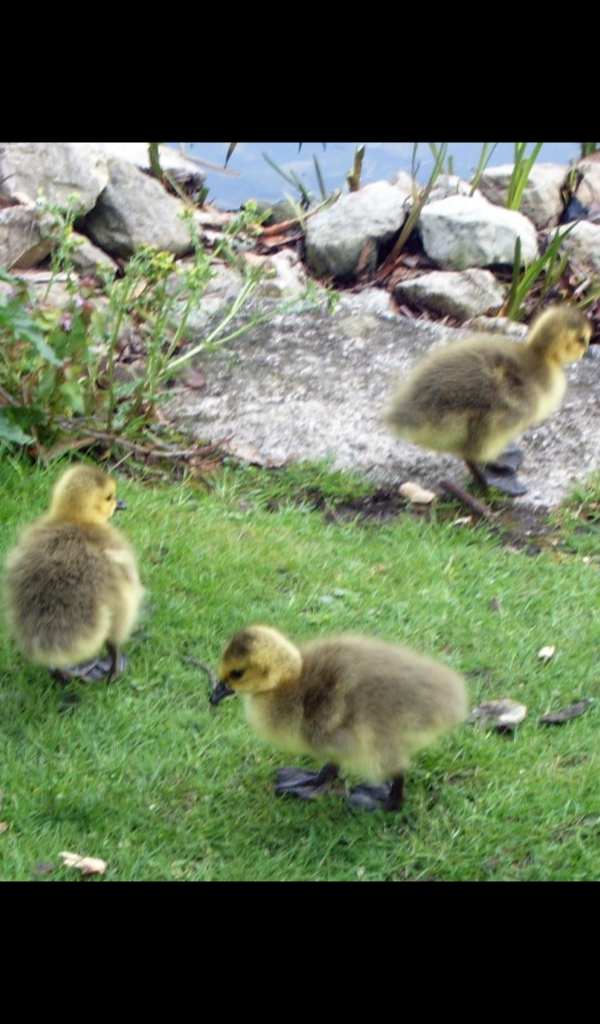 Baby Goose Chick Wallpaper -- HD Wallpapers of Baby Goose Chicks! - App ...