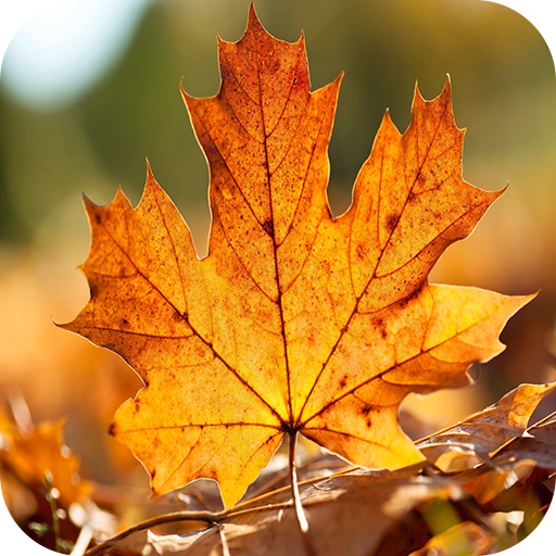 Leaves 4K Wallpaper - App on Amazon Appstore