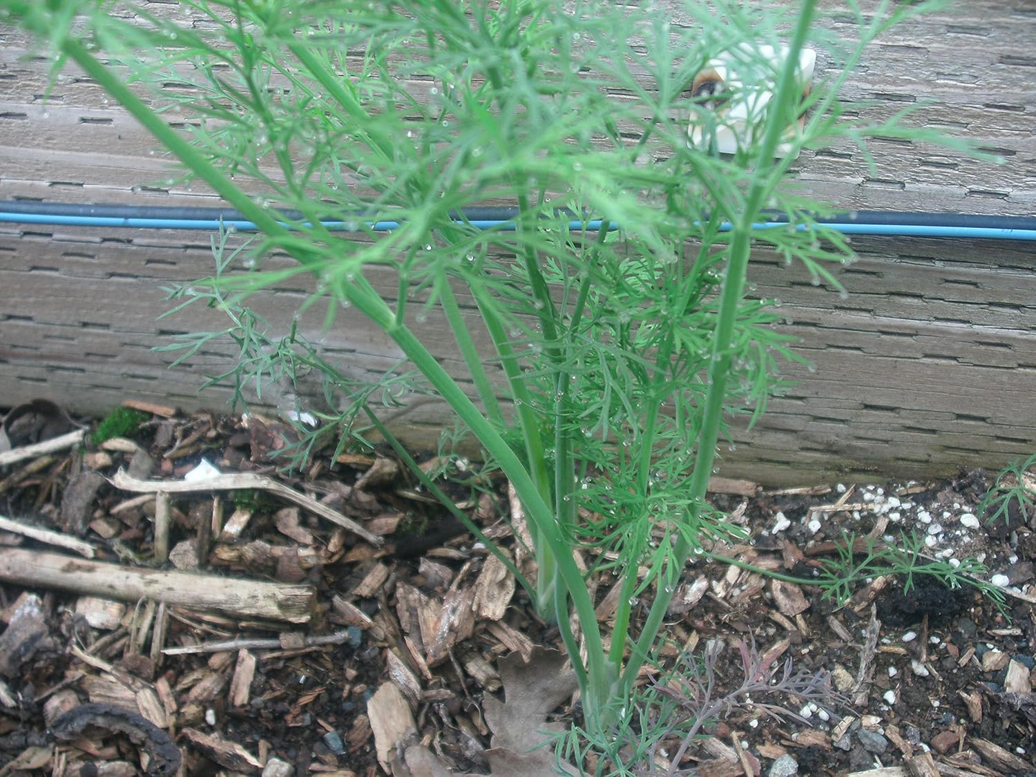 Amazon.com : 2 Packages of Superdukat Dill Seeds - 100 Seeds Per ...