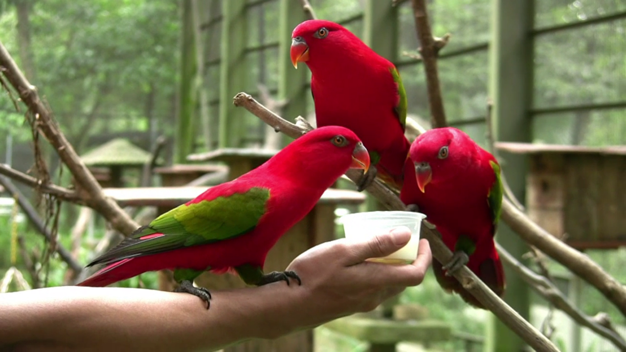 (KT)Video Touch - Birds - App on the Amazon Appstore