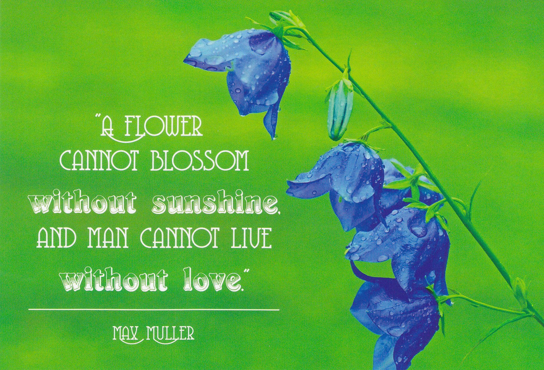 Max Muller Flower Quotes 58 Inspirational Flower Quotes Cute Flower