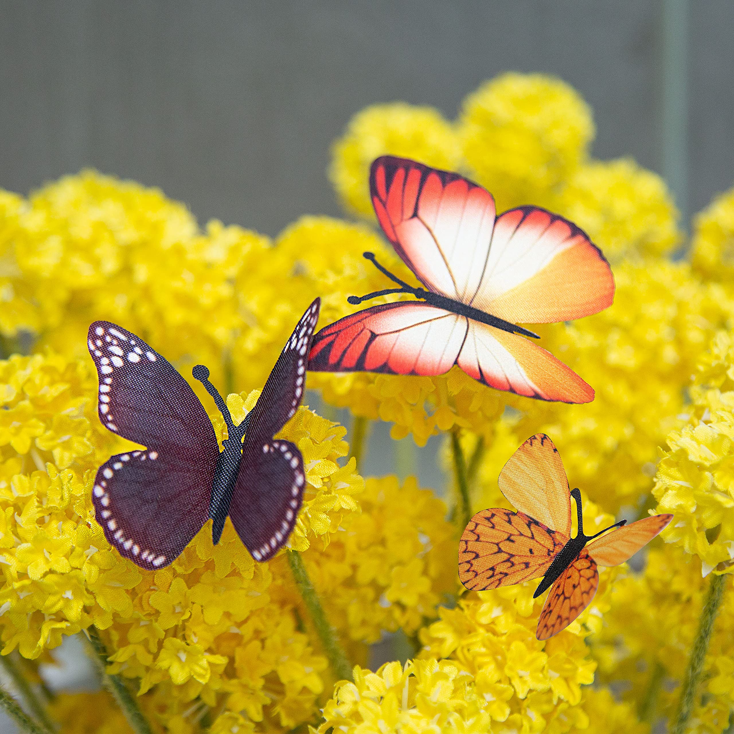 Beautiful Yellow Butterfly Pictures