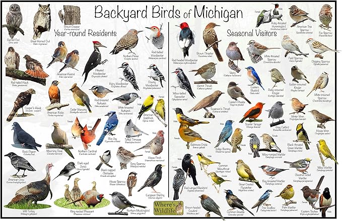 Amazon.com: Where's Wildlife Backyard Birds of Michigan Bird ...