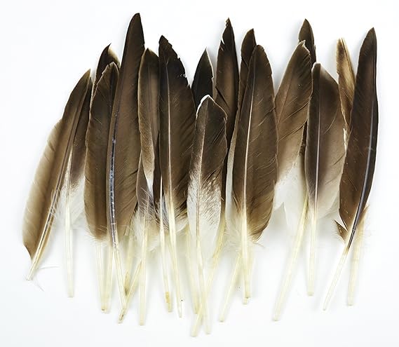 Amazon.com: Touch of Nature 22-Piece Duck Wing Quills for Arts and ...