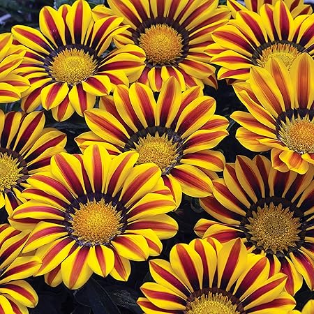 Outsidepride Gazania Kiss Flame Heat & Drought Tolerant Garden Flower ...