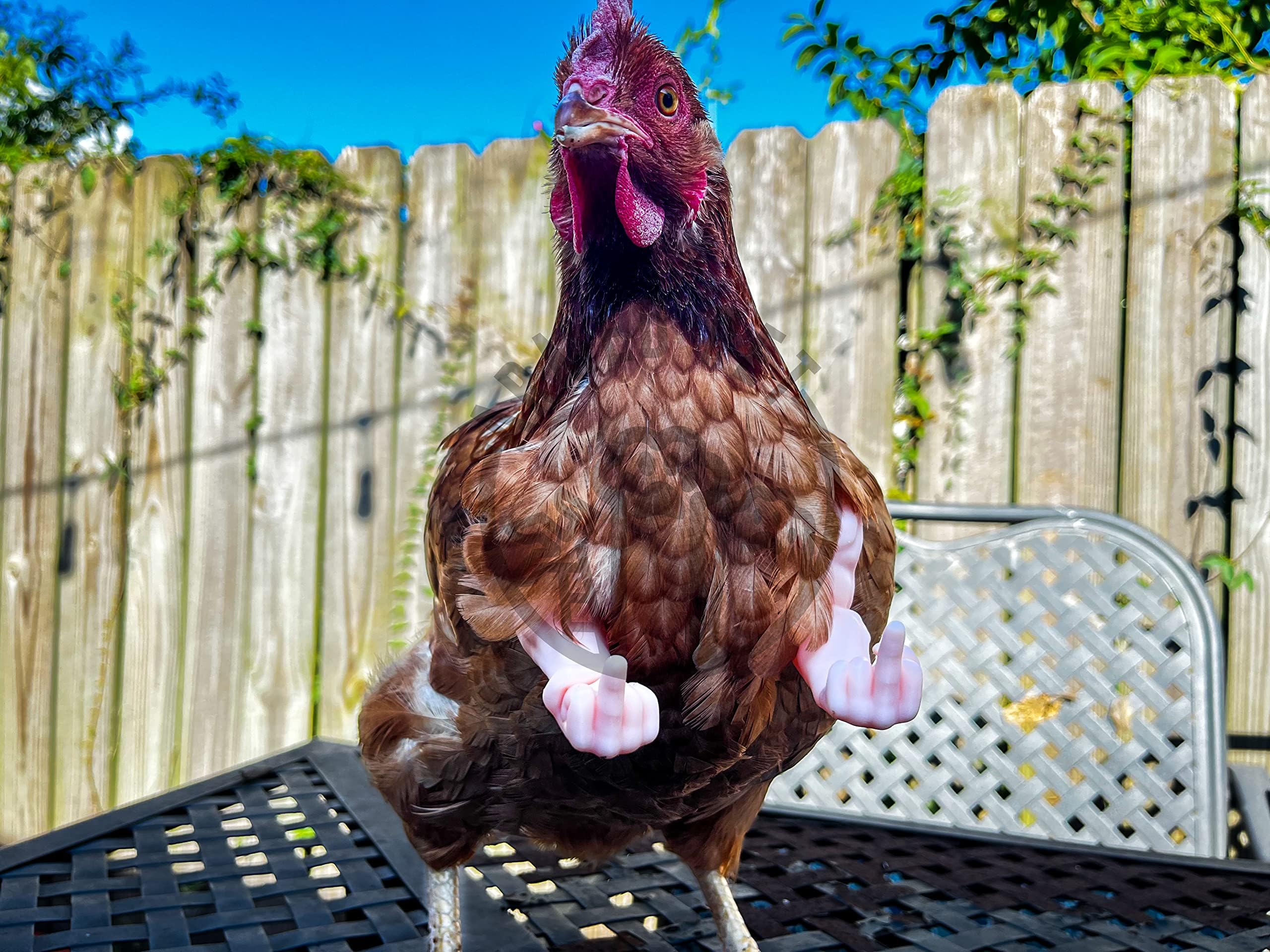 Memes Para Pollo