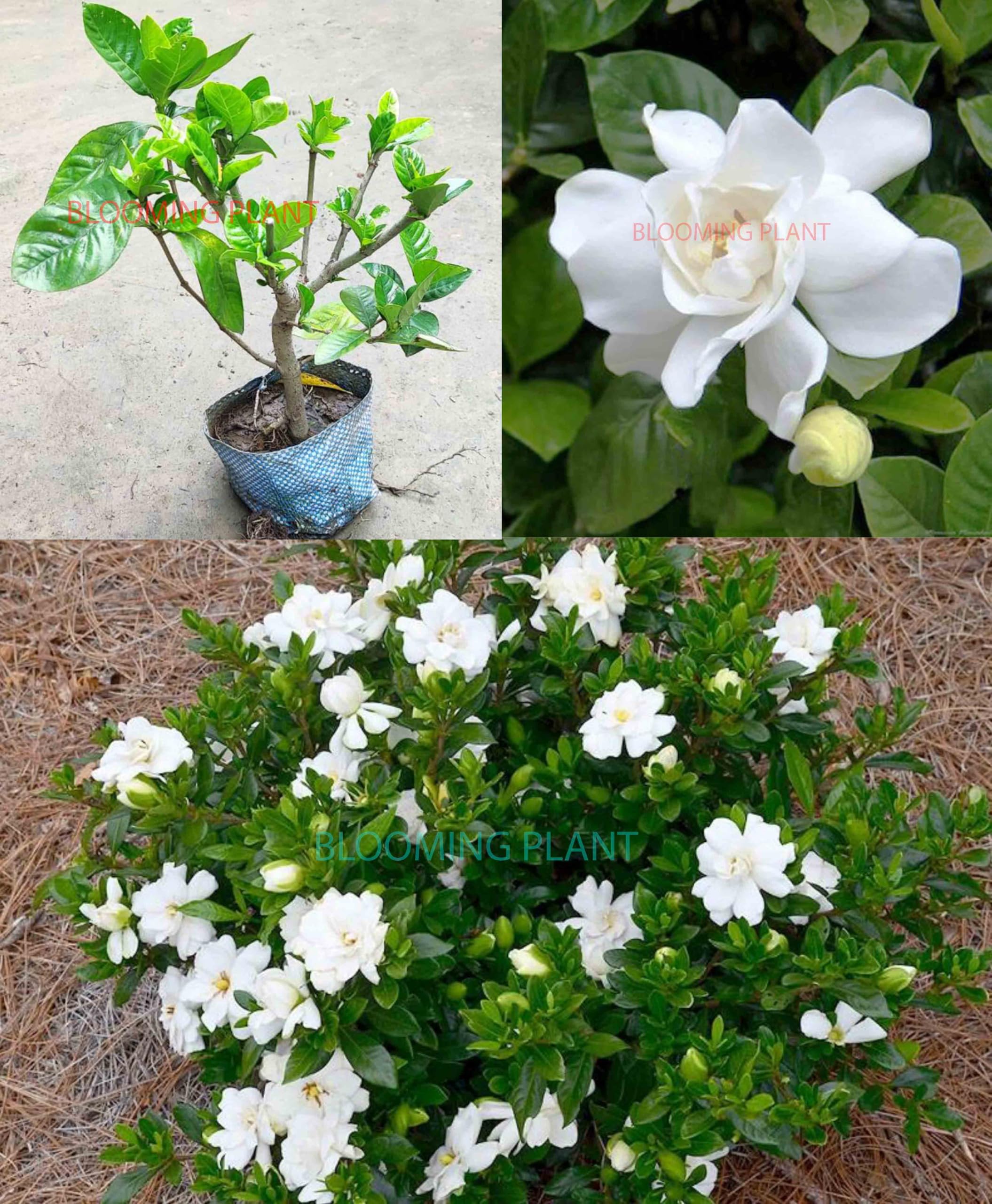Live Highly Fragrant Gandharaj Flower Plant | Cape jasmine | Gardenia ...