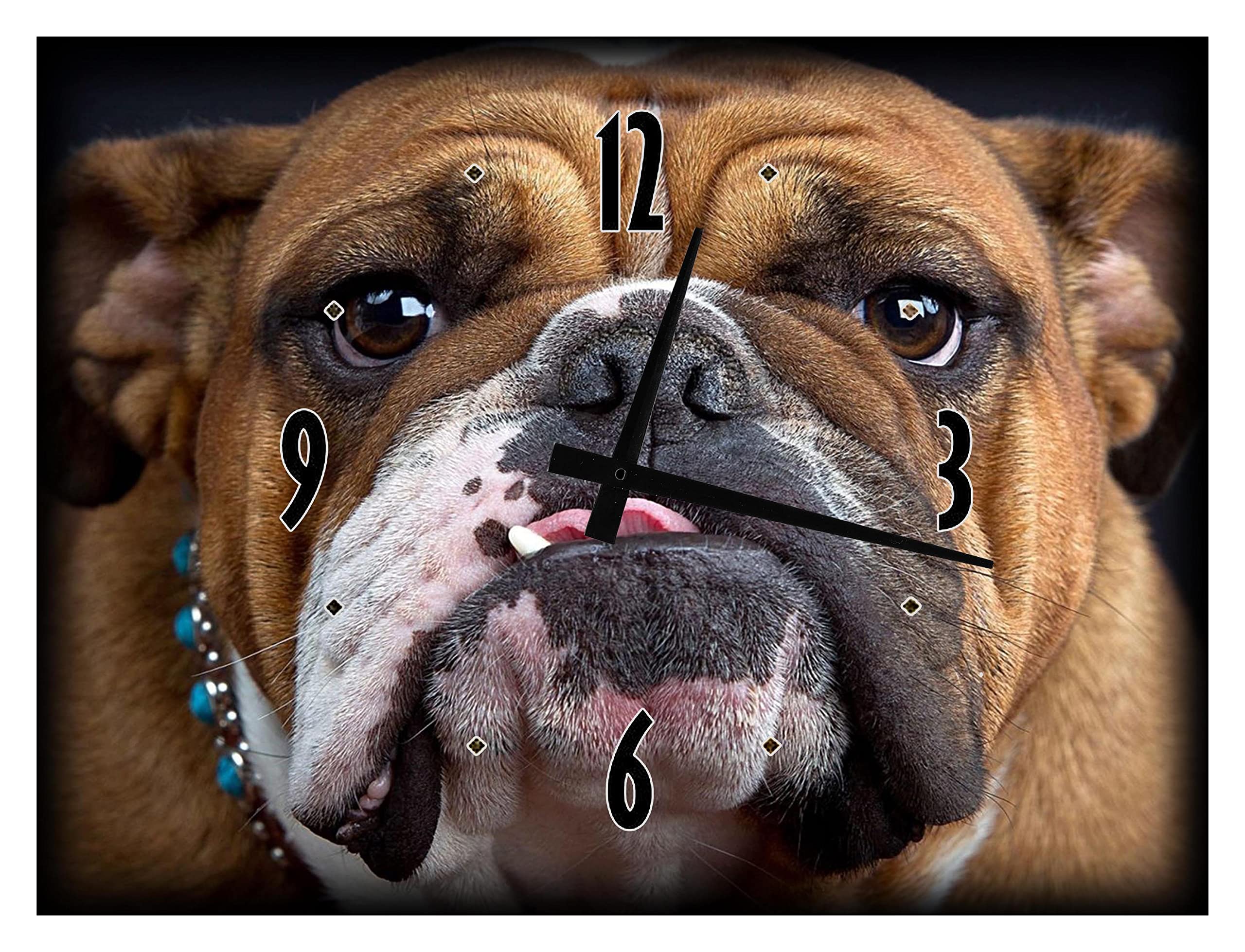 English Bulldog Boxer Puppies