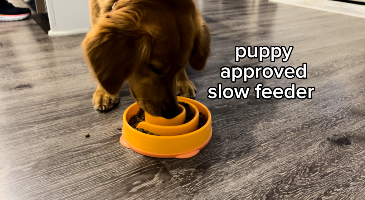 Watch Review-Outward Hound Fun Feeder Slo Bowl, Slow Feeder Dog Bowl ...