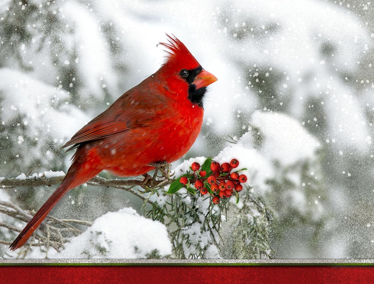 Amazon.com : Team Husar Scarlet Winter Red Cardinal Boxed Christmas ...